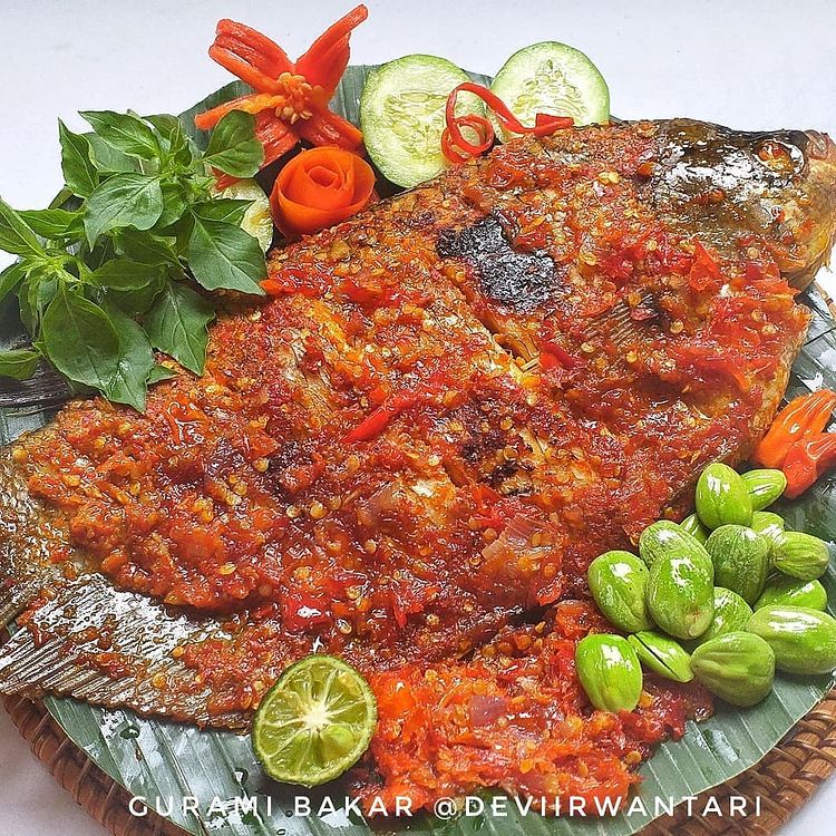 Ikan Hias Gurame Madu